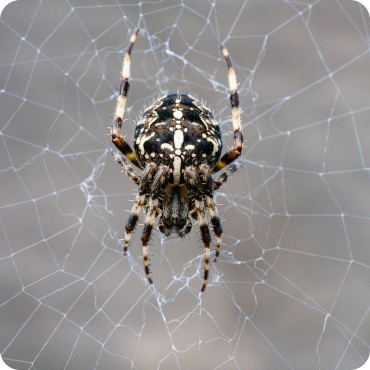 Spiders Control – Superior Pest Control Solutions LTD