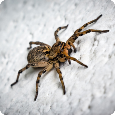 Spiders Control – Superior Pest Control Solutions LTD